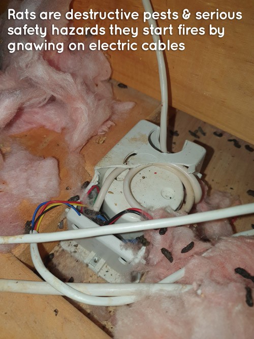 rats-cables-500 | Resolvit Pest Control